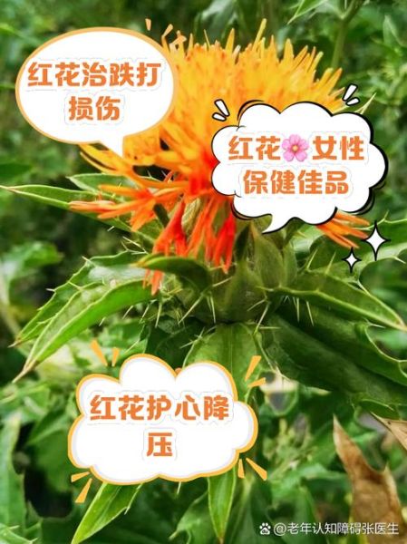 红花的作用和功效_红花怎么用效果最好-第2张图片-山城妙识 红花的作用和功效_红花怎么用效果最好-第2张图片-山城妙识
