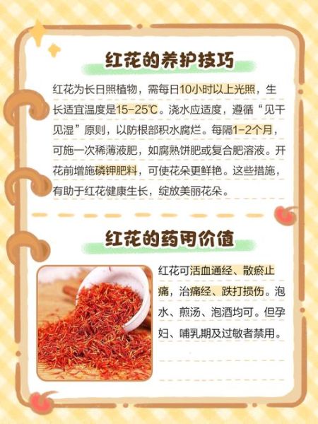 红花的作用和功效_红花怎么用效果最好-第3张图片-山城妙识 红花的作用和功效_红花怎么用效果最好-第3张图片-山城妙识