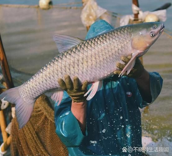 脆皖鱼为什么这么脆_脆皖鱼口感秘密-第1张图片-山城妙识