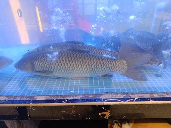 脆皖鱼为什么这么脆_脆皖鱼口感秘密-第3张图片-山城妙识