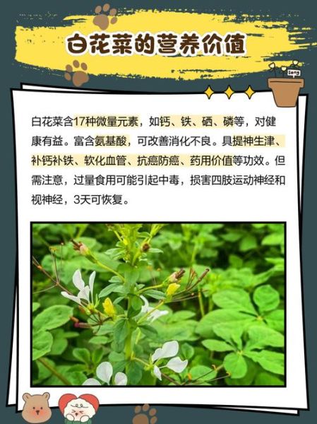 白花菜什么人不能吃_白花菜禁忌与副作用-第1张图片-山城妙识