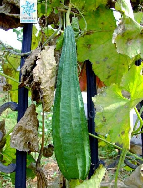 广东丝瓜有什么营养价值_广东丝瓜的功效与作用-第1张图片-山城妙识