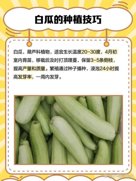 白瓜图片蔬菜_白瓜和冬瓜的区别-第3张图片-山城妙识
