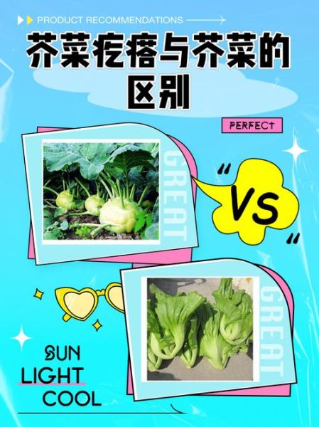 芥菜和芥菜疙瘩是一种东西吗_区别与联系全解析-第1张图片-山城妙识 芥菜和芥菜疙瘩是一种东西吗_区别与联系全解析-第1张图片-山城妙识