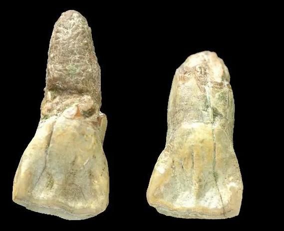 元谋人图片_元谋人化石年代-第1张图片-山城妙识 元谋人图片_元谋人化石年代-第1张图片-山城妙识