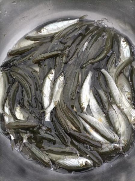 红眼鱼多少钱一斤_红眼鱼价格影响因素-第1张图片-山城妙识 红眼鱼多少钱一斤_红眼鱼价格影响因素-第1张图片-山城妙识