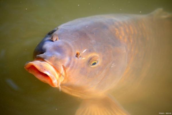 红眼鱼多少钱一斤_红眼鱼价格影响因素-第3张图片-山城妙识 红眼鱼多少钱一斤_红眼鱼价格影响因素-第3张图片-山城妙识