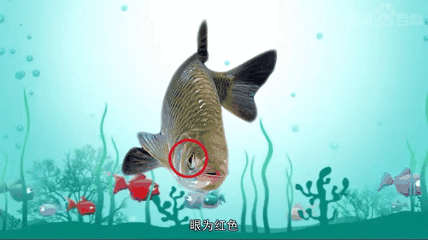 红眼鱼多少钱一斤_红眼鱼价格影响因素-第2张图片-山城妙识 红眼鱼多少钱一斤_红眼鱼价格影响因素-第2张图片-山城妙识