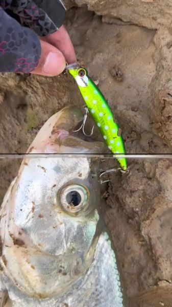 路亚翘嘴怎么选饵_翘嘴一天中什么时候开口-第2张图片-山城妙识