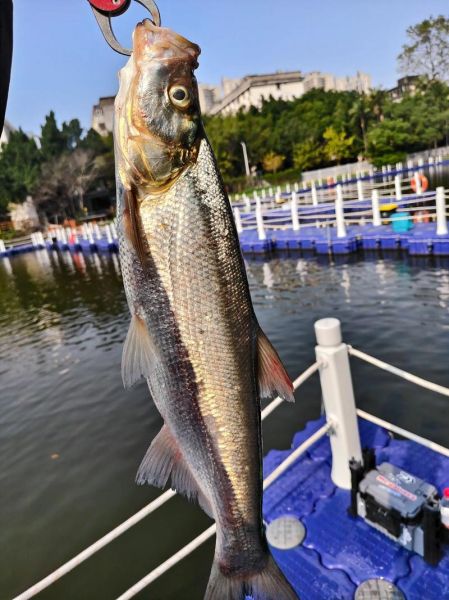 路亚翘嘴怎么选饵_翘嘴一天中什么时候开口-第3张图片-山城妙识