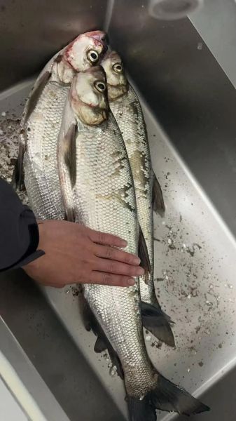 路亚翘嘴怎么选饵_翘嘴一天中什么时候开口-第1张图片-山城妙识