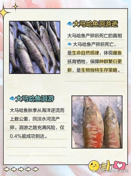 大马哈鱼洄游路线_大马哈鱼洄游原因-第2张图片-山城妙识