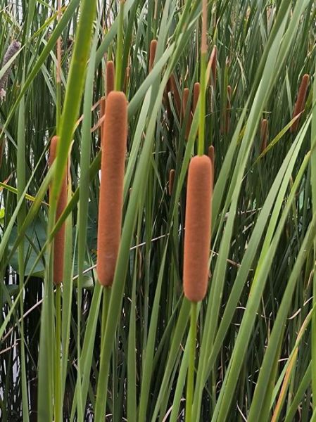 蒲棒能吃吗_蒲棒怎么吃-第1张图片-山城妙识