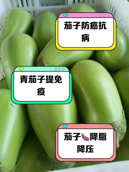 青茄子的营养价值及功效_青茄子能减肥吗-第1张图片-山城妙识