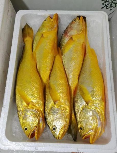 野生大黄鱼价格多少钱一斤_野生大黄鱼为什么这么贵-第2张图片-山城妙识 野生大黄鱼价格多少钱一斤_野生大黄鱼为什么这么贵-第2张图片-山城妙识