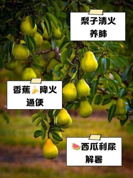 败火的水果有哪些_败火的食物吃什么最快-第1张图片-山城妙识 败火的水果有哪些_败火的食物吃什么最快-第1张图片-山城妙识