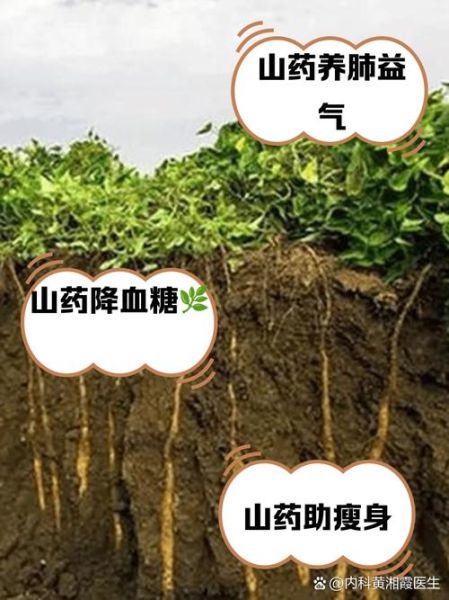 山药的功效与作用及禁忌_哪些人不能吃-第2张图片-山城妙识 山药的功效与作用及禁忌_哪些人不能吃-第2张图片-山城妙识