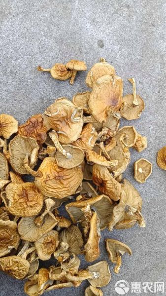 滑菇宝石是什么_滑菇宝石怎么种植-第3张图片-山城妙识 滑菇宝石是什么_滑菇宝石怎么种植-第3张图片-山城妙识