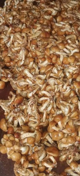 滑菇宝石是什么_滑菇宝石怎么种植-第2张图片-山城妙识 滑菇宝石是什么_滑菇宝石怎么种植-第2张图片-山城妙识