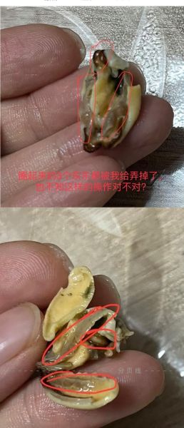淡菜干怎么泡发_清洗图解-第1张图片-山城妙识