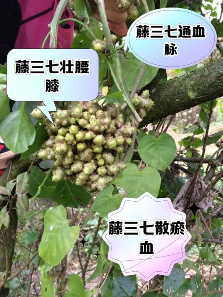 藤三七长什么样_藤三七和三七区别-第1张图片-山城妙识 藤三七长什么样_藤三七和三七区别-第1张图片-山城妙识