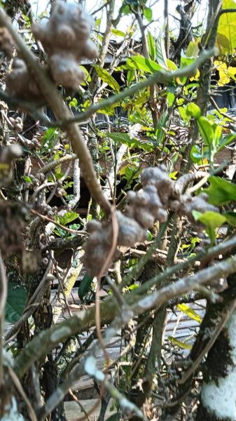 藤三七长什么样_藤三七和三七区别-第2张图片-山城妙识 藤三七长什么样_藤三七和三七区别-第2张图片-山城妙识