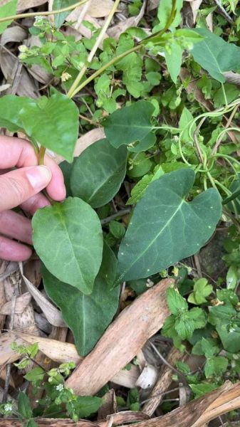 藤三七长什么样_藤三七和三七区别-第3张图片-山城妙识 藤三七长什么样_藤三七和三七区别-第3张图片-山城妙识