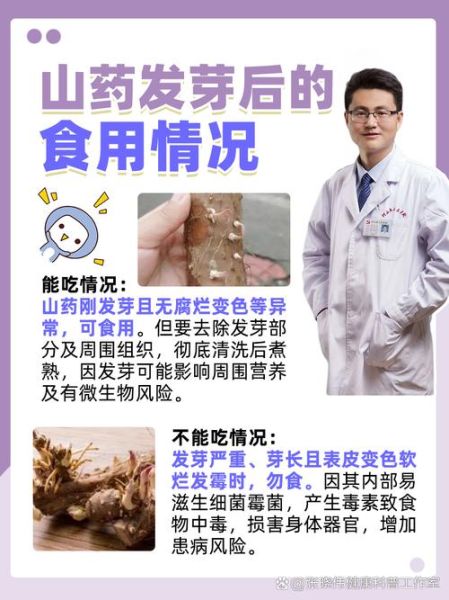 山药豆发芽了以后还能吃吗_发芽山药豆有毒吗-第1张图片-山城妙识 山药豆发芽了以后还能吃吗_发芽山药豆有毒吗-第1张图片-山城妙识