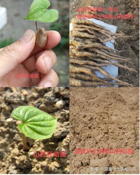 山药豆发芽了以后还能吃吗_发芽山药豆有毒吗-第2张图片-山城妙识 山药豆发芽了以后还能吃吗_发芽山药豆有毒吗-第2张图片-山城妙识