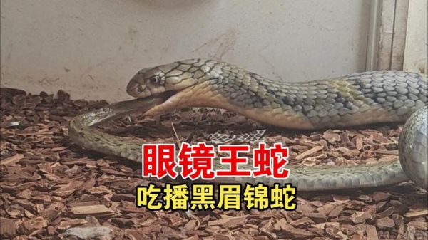 王锦蛇吃眼镜王蛇_王锦蛇为什么能赢-第1张图片-山城妙识