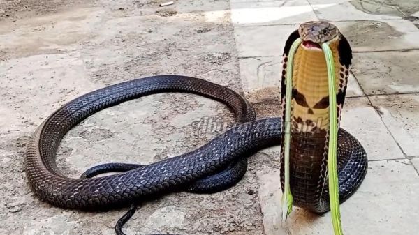 王锦蛇吃眼镜王蛇_王锦蛇为什么能赢-第3张图片-山城妙识