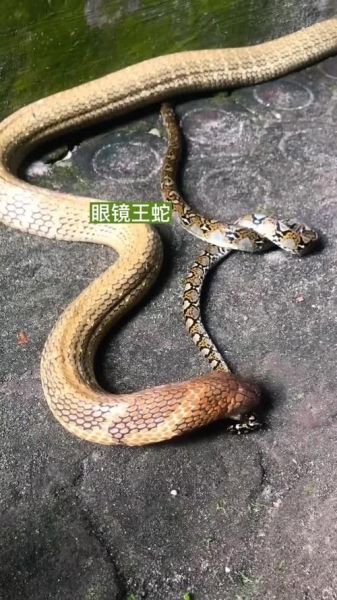 王锦蛇吃眼镜王蛇_王锦蛇为什么能赢-第2张图片-山城妙识