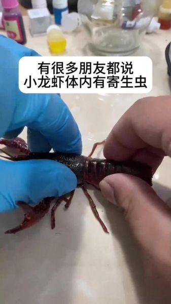 小龙虾寄生虫_如何避免感染-第3张图片-山城妙识