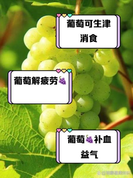 木葡萄的功效与作用_木葡萄怎么吃最好-第2张图片-山城妙识