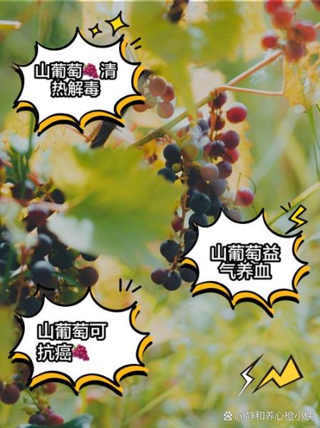 木葡萄的功效与作用_木葡萄怎么吃最好-第3张图片-山城妙识