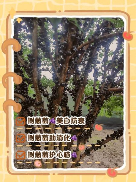 木葡萄的功效与作用_木葡萄怎么吃最好-第1张图片-山城妙识