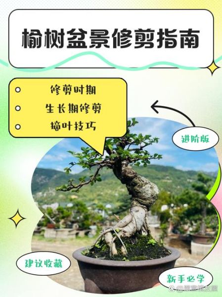 榆树盆景造型怎么做_榆树盆景怎么修剪-第1张图片-山城妙识