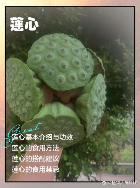 莲子心能吃吗_莲子心怎么吃-第1张图片-山城妙识 莲子心能吃吗_莲子心怎么吃-第1张图片-山城妙识