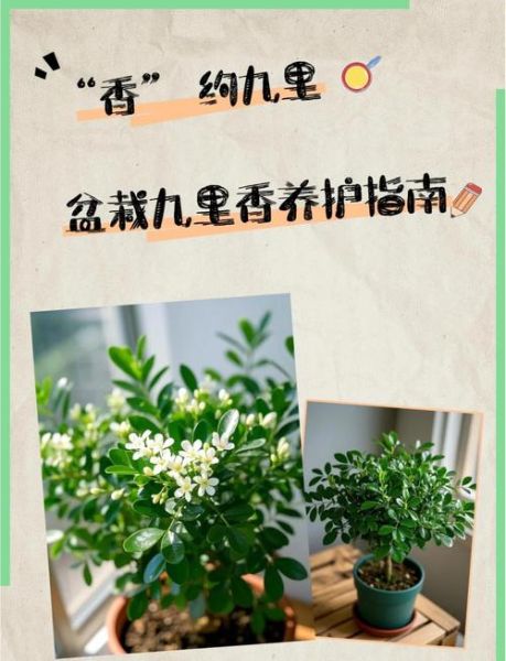 九里香怎么养_九里香养殖注意事项-第3张图片-山城妙识