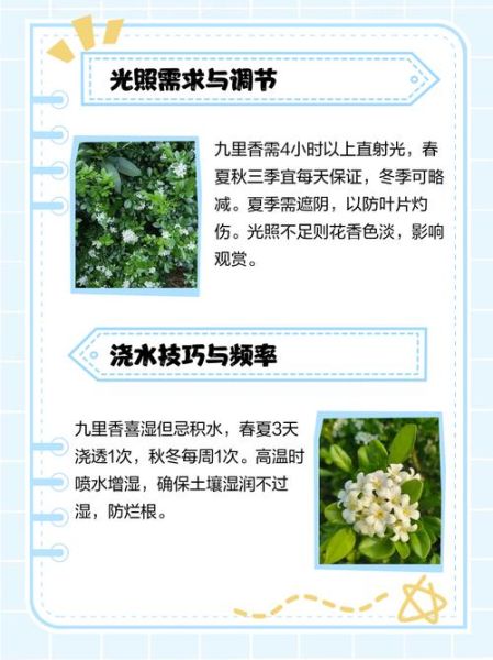 九里香怎么养_九里香养殖注意事项-第2张图片-山城妙识