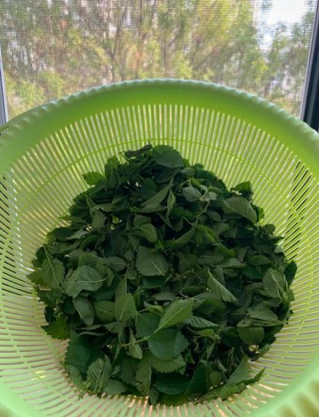 榆钱叶怎么做好吃_榆钱叶有哪些吃法-第1张图片-山城妙识