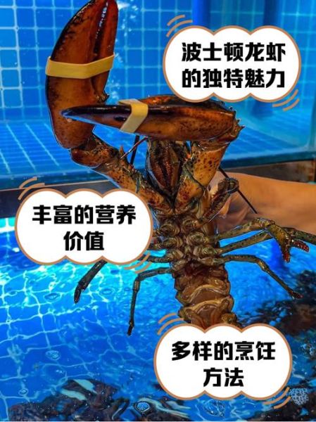 波士顿龙虾多少钱一斤_波士顿龙虾价格受哪些因素影响-第2张图片-山城妙识 波士顿龙虾多少钱一斤_波士顿龙虾价格受哪些因素影响-第2张图片-山城妙识