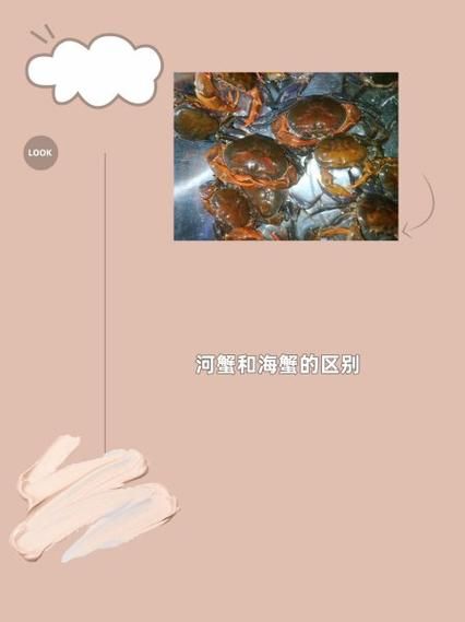 河蟹和海蟹哪个好吃_口感营养大比拼-第3张图片-山城妙识 河蟹和海蟹哪个好吃_口感营养大比拼-第3张图片-山城妙识