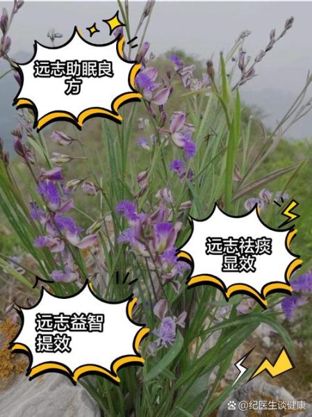 远志的功效与作用是什么_远志怎么吃效果最好-第2张图片-山城妙识