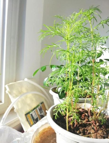 波斯菊种子什么时候播种_波斯菊种子怎么种-第2张图片-山城妙识 波斯菊种子什么时候播种_波斯菊种子怎么种-第2张图片-山城妙识