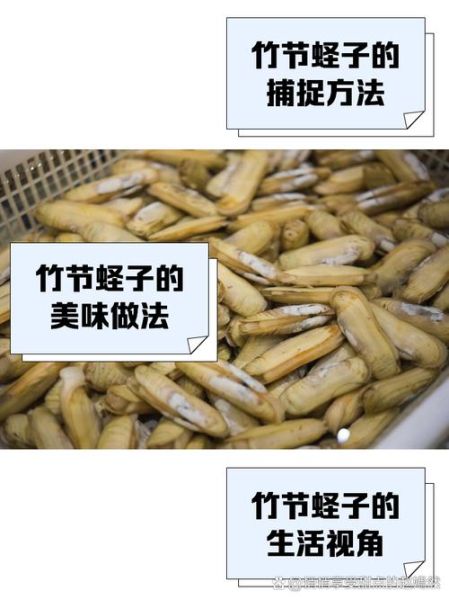 竹蛏子的营养价值_竹蛏子怎么吃最营养-第1张图片-山城妙识