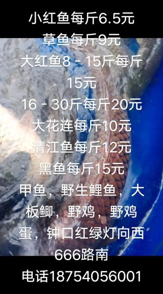 红鱼是什么鱼_红鱼多少钱一斤-第1张图片-山城妙识