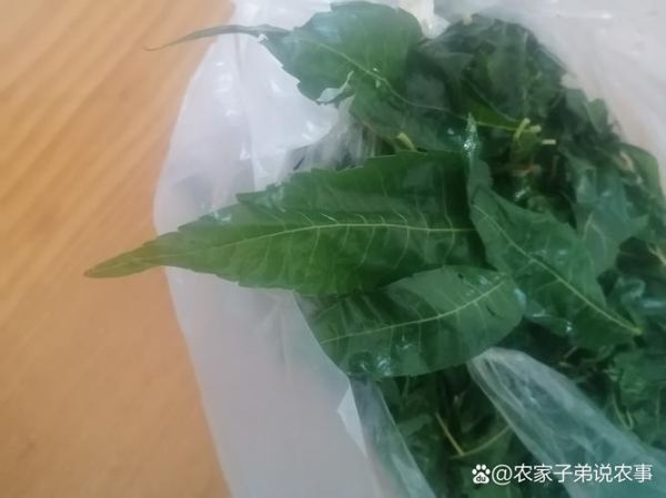 老香椿叶怎么保存_老香椿叶的做法大全-第2张图片-山城妙识 老香椿叶怎么保存_老香椿叶的做法大全-第2张图片-山城妙识