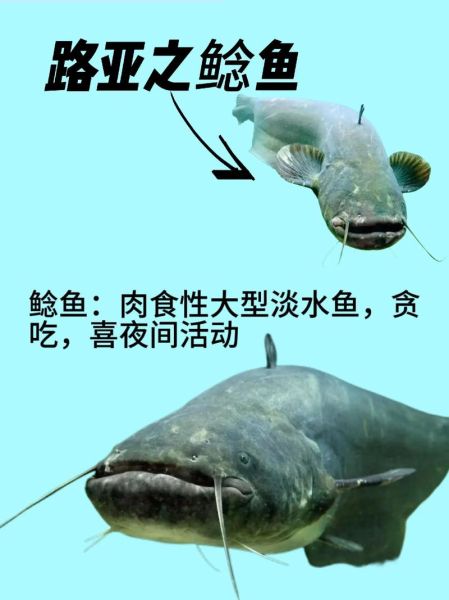 鲇鱼图片_如何分辨鲇鱼与鲶鱼-第2张图片-山城妙识 鲇鱼图片_如何分辨鲇鱼与鲶鱼-第2张图片-山城妙识