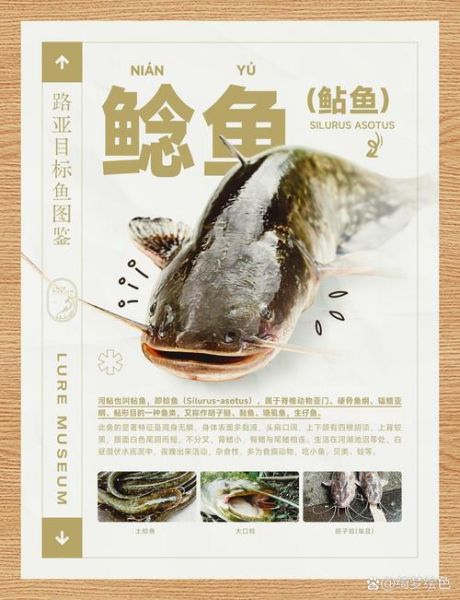 鲇鱼图片_如何分辨鲇鱼与鲶鱼-第3张图片-山城妙识 鲇鱼图片_如何分辨鲇鱼与鲶鱼-第3张图片-山城妙识